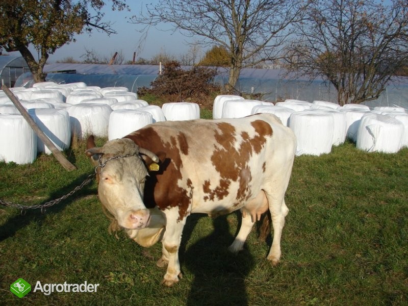 Krowa simental zacielona sprzedam. Małopolskie • Agrotrader.pl